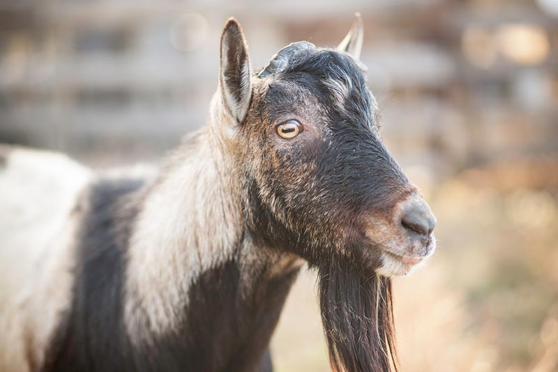 It's Breeding Time for our Alpine Goats - Willow-Witt Ranch